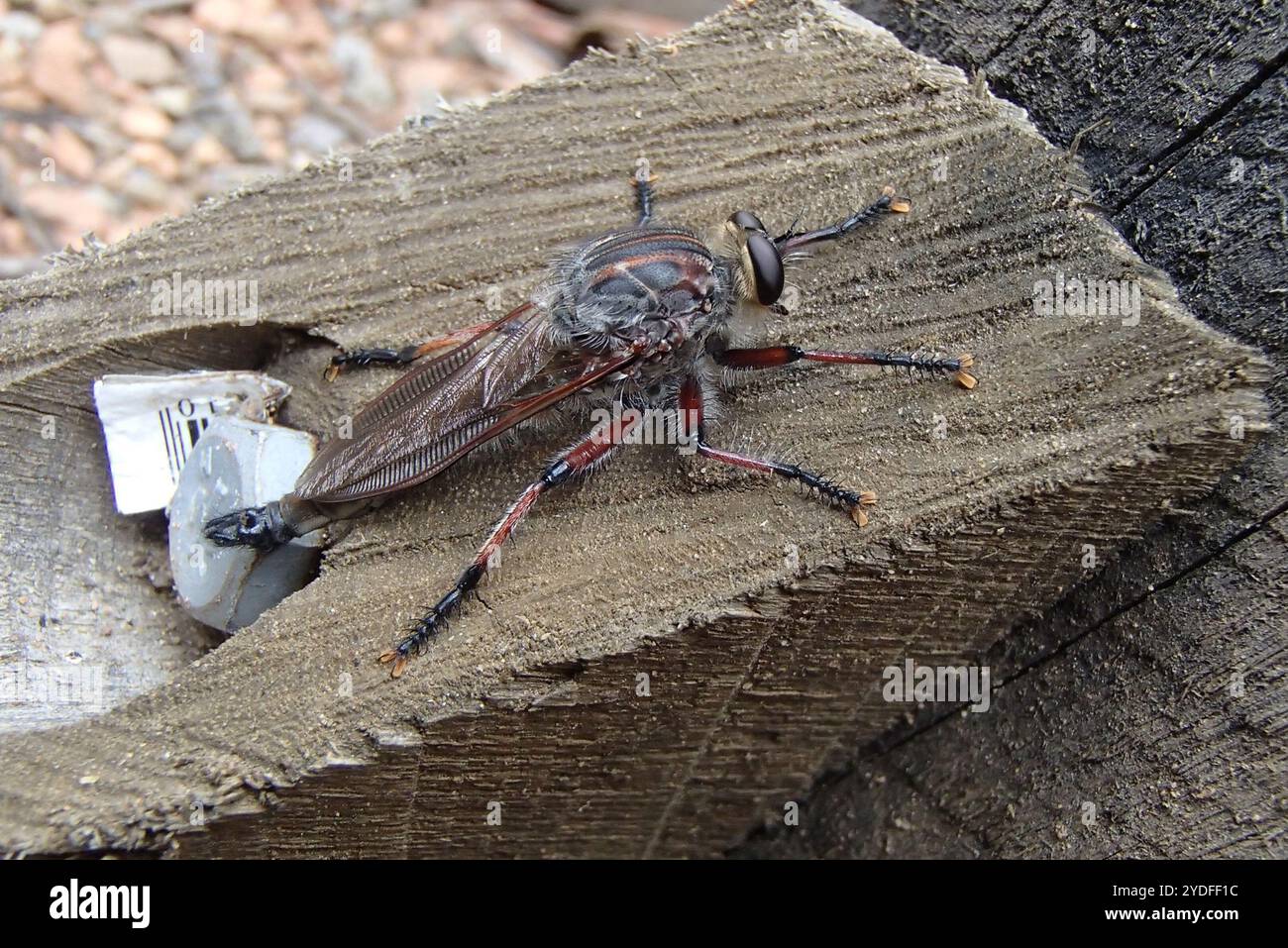 Neoaratus hercules hi-res stock photography and images - Alamy