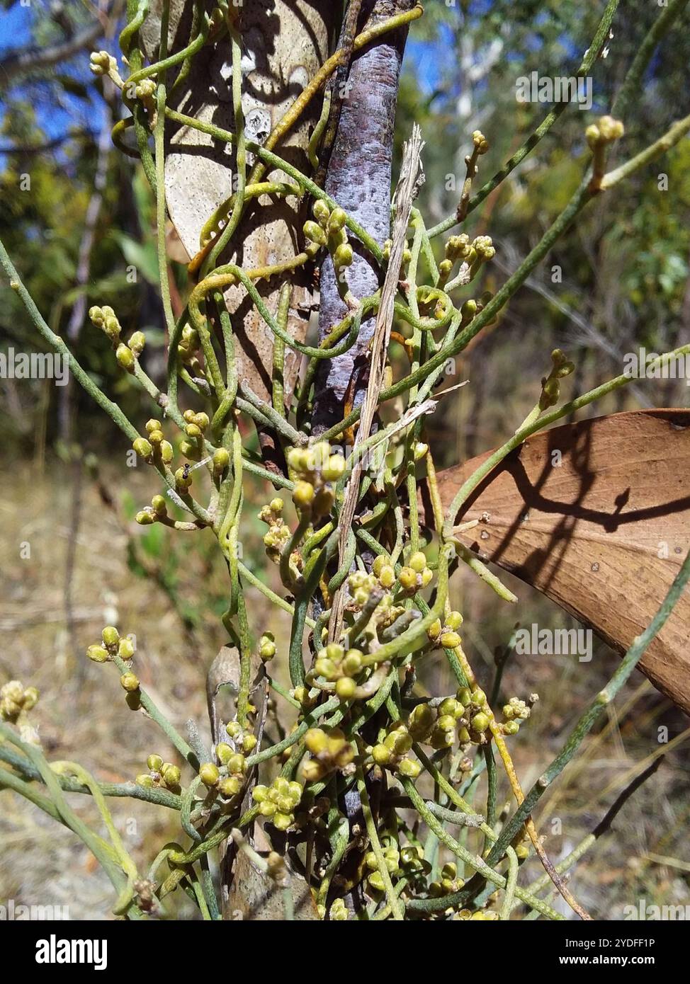 Downy Dodder-laurel (Cassytha pubescens Stock Photo - Alamy