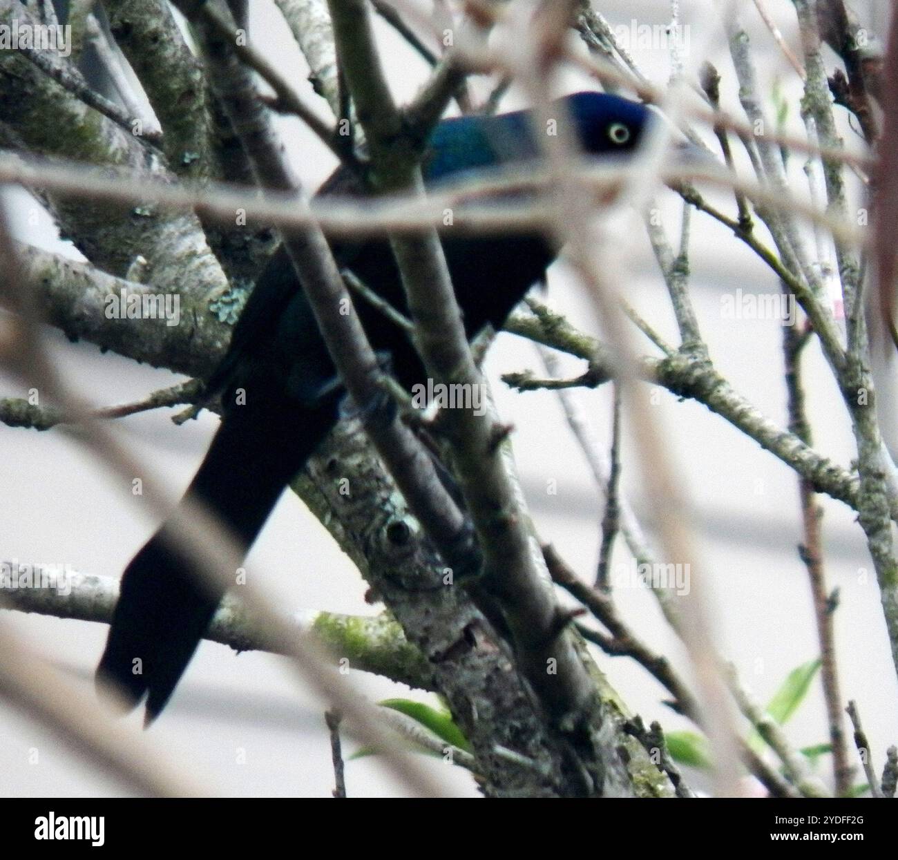 Common Grackle (Quiscalus quiscula Stock Photo - Alamy