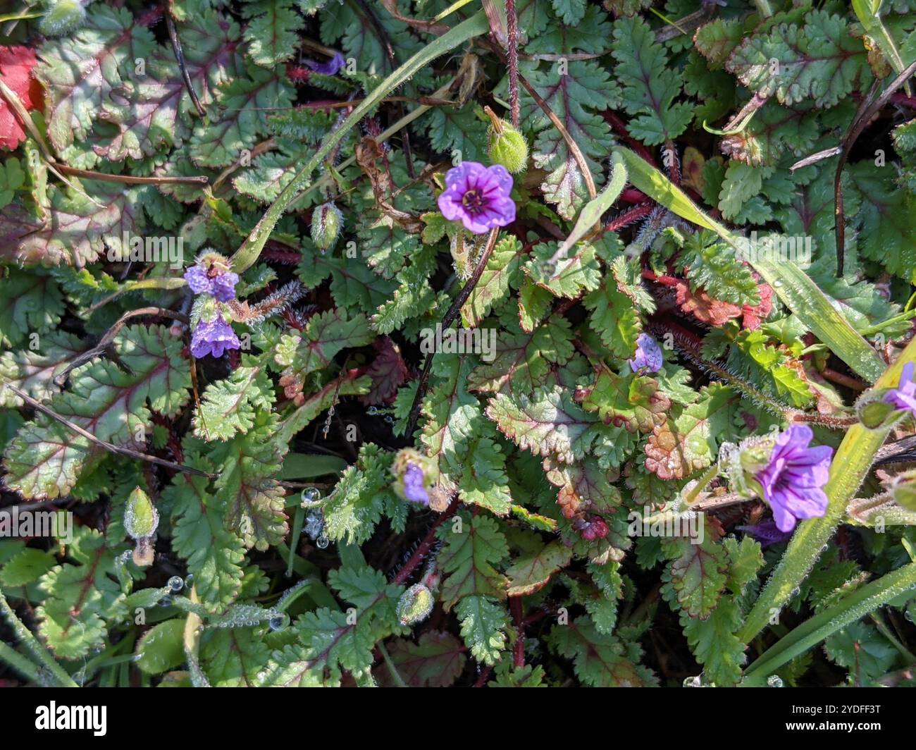 Mediterranean Stork's-bill (Erodium botrys Stock Photo - Alamy