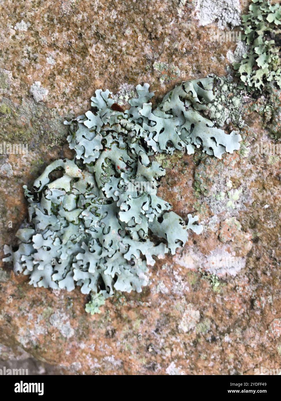 common lichens (Lecanoromycetes Stock Photo - Alamy