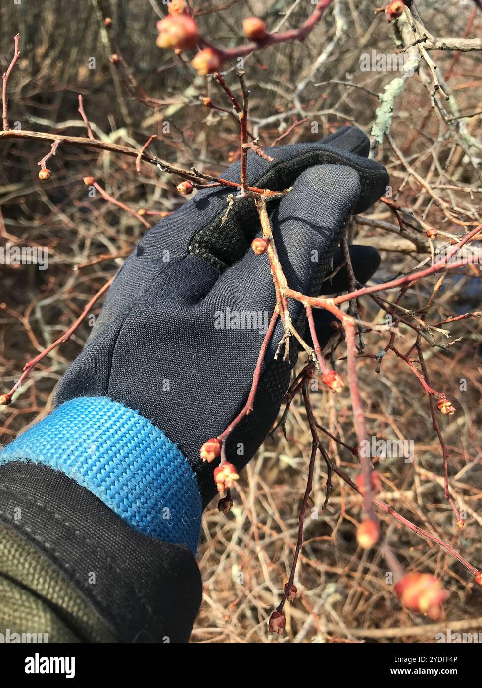 Northern highbush blueberry (Vaccinium corymbosum Stock Photo - Alamy