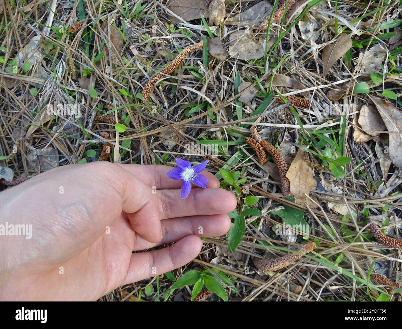 three-lobed violet (Viola palmata Stock Photo - Alamy