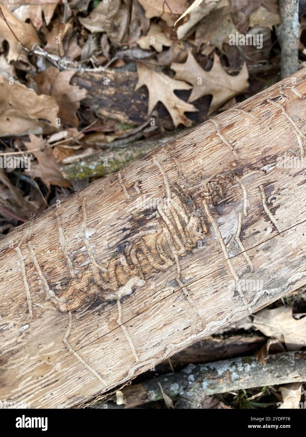 Emerald Ash Borer (Agrilus planipennis Stock Photo - Alamy