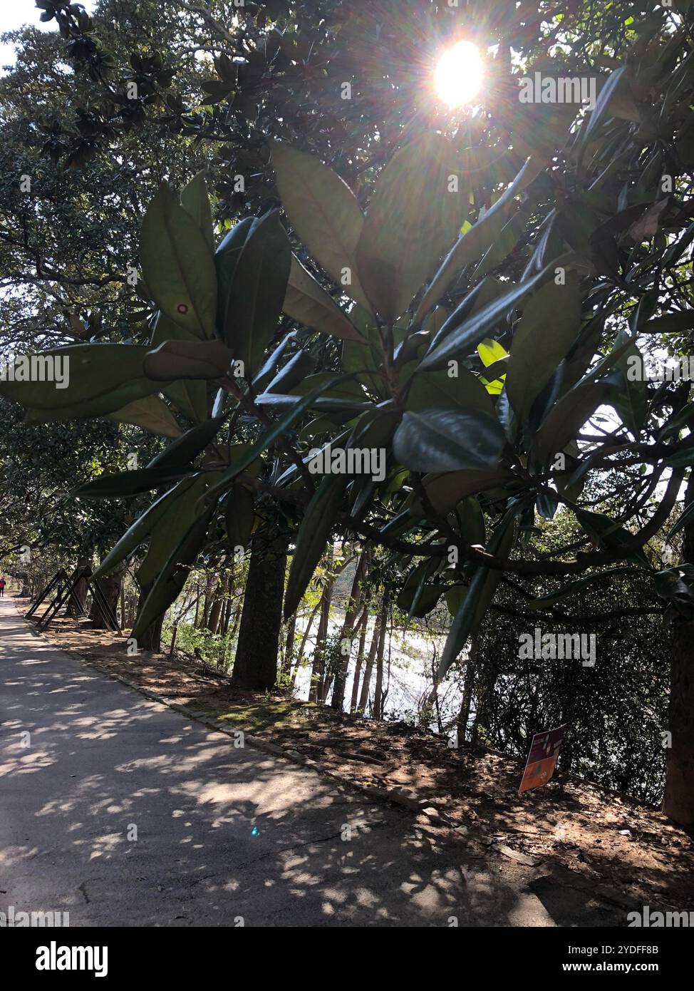 southern magnolia (Magnolia grandiflora Stock Photo - Alamy