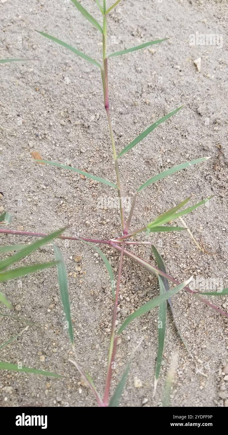 Bermuda grass (Cynodon dactylon Stock Photo - Alamy