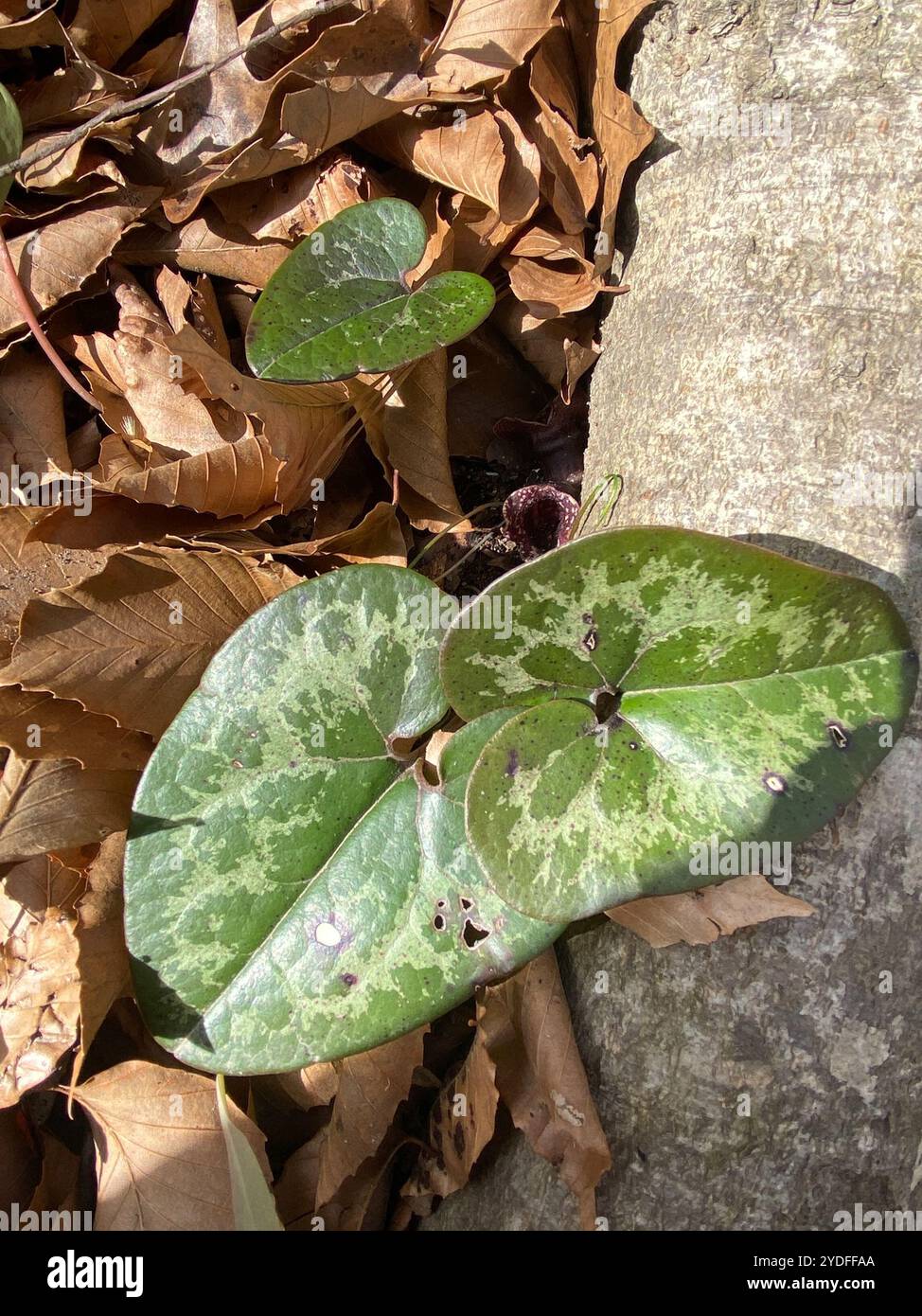 little heartleaf (Asarum minus Stock Photo - Alamy