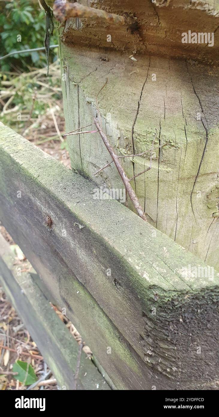 Smooth Stick Insect (Clitarchus hookeri Stock Photo - Alamy