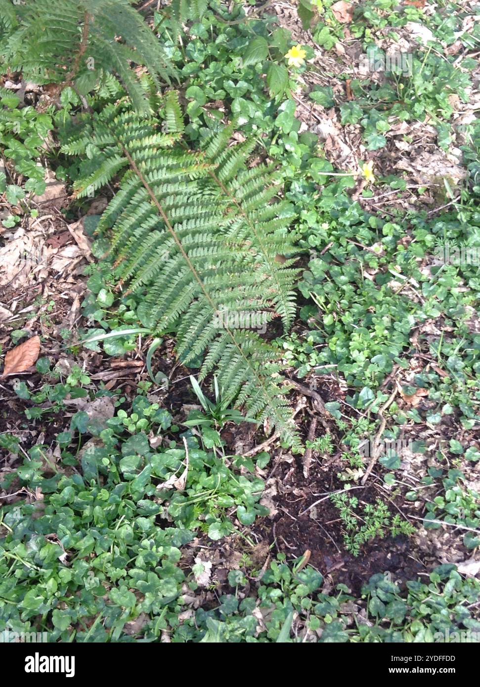 soft shield fern (Polystichum setiferum Stock Photo - Alamy