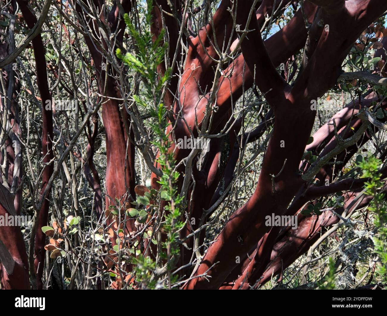 Common Manzanita (Arctostaphylos manzanita Stock Photo - Alamy