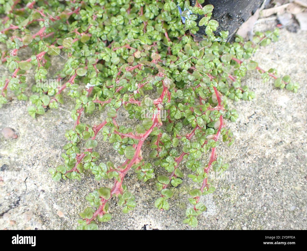Baby's tears (Soleirolia soleirolii Stock Photo - Alamy
