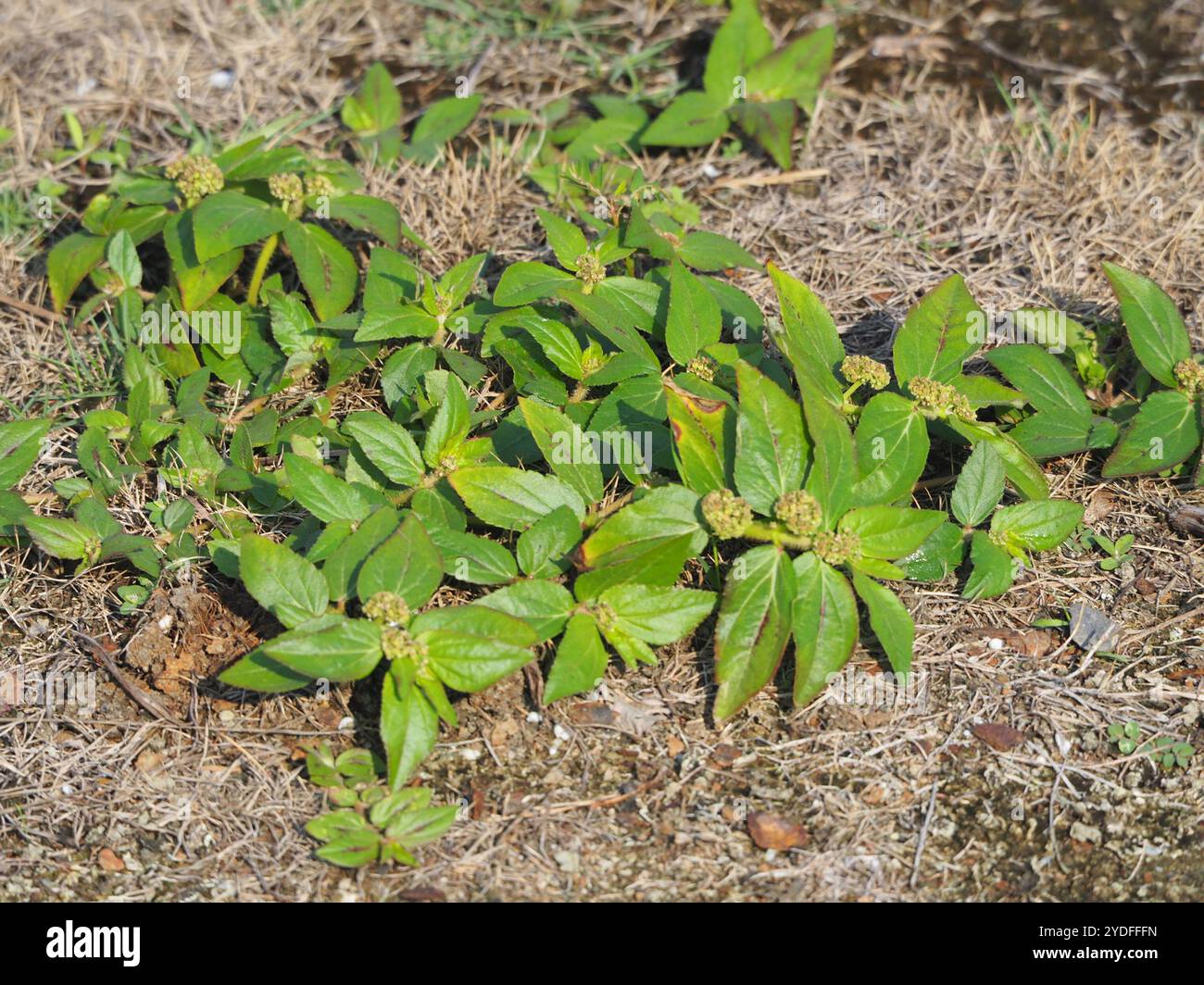 Asthma plant (Euphorbia hirta Stock Photo - Alamy
