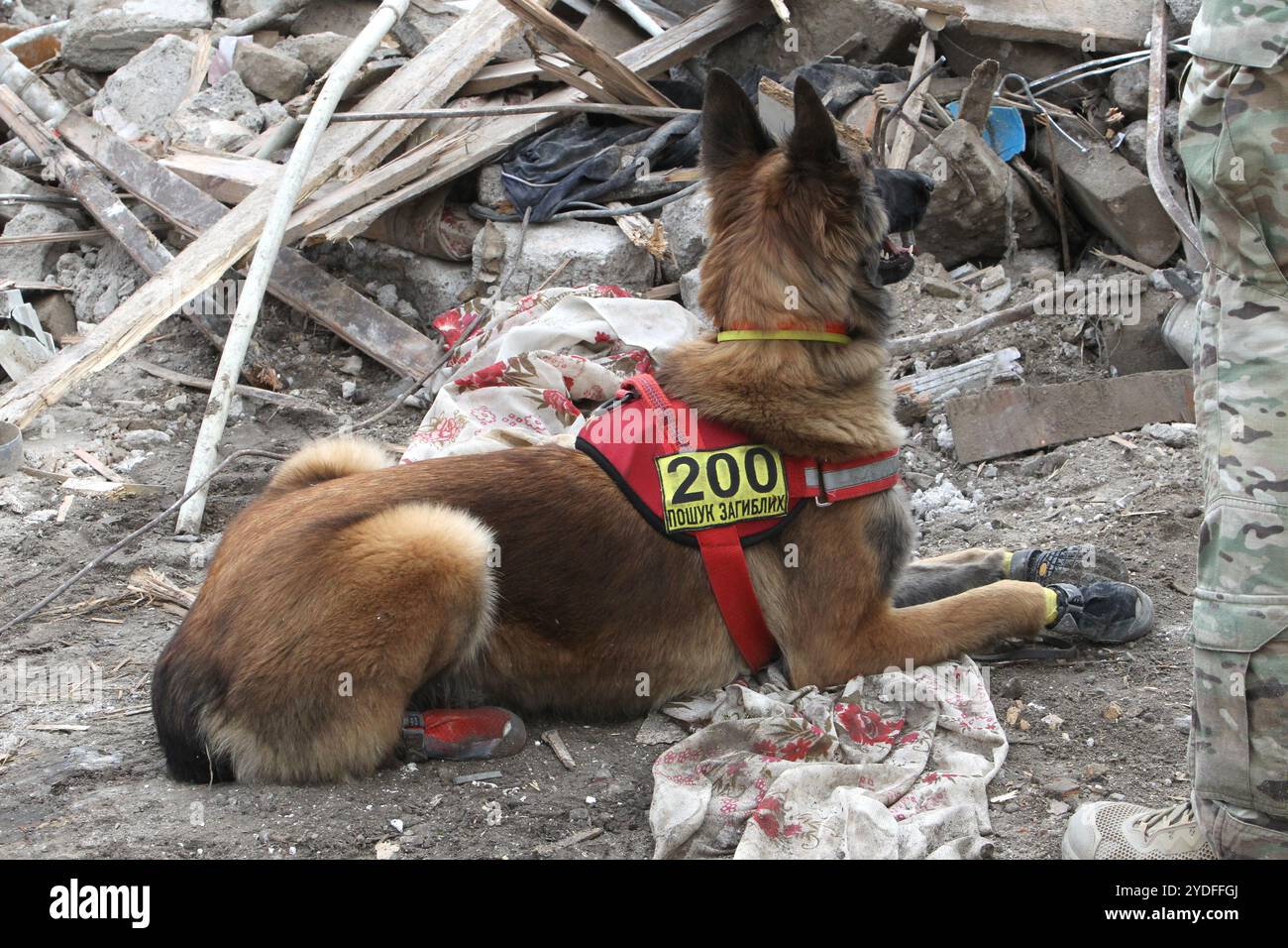 DNIPRO, UKRAINE - OCTOBER 26, 2024 - A search and rescue dog of the ...