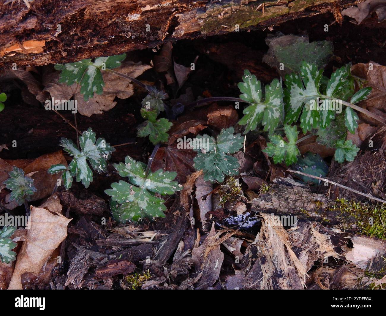 great waterleaf (Hydrophyllum appendiculatum Stock Photo - Alamy