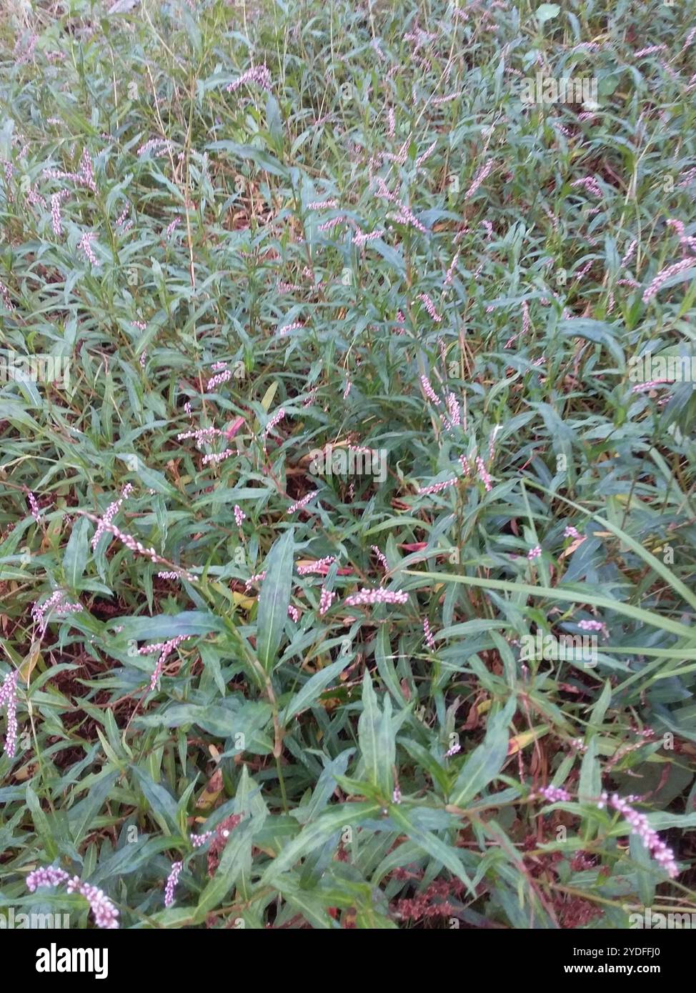 slender knotweed (Persicaria decipiens Stock Photo - Alamy
