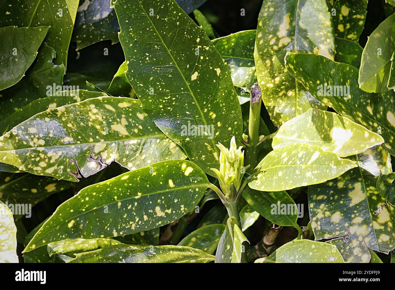Japanese aucuba (Aucuba japonica Stock Photo - Alamy