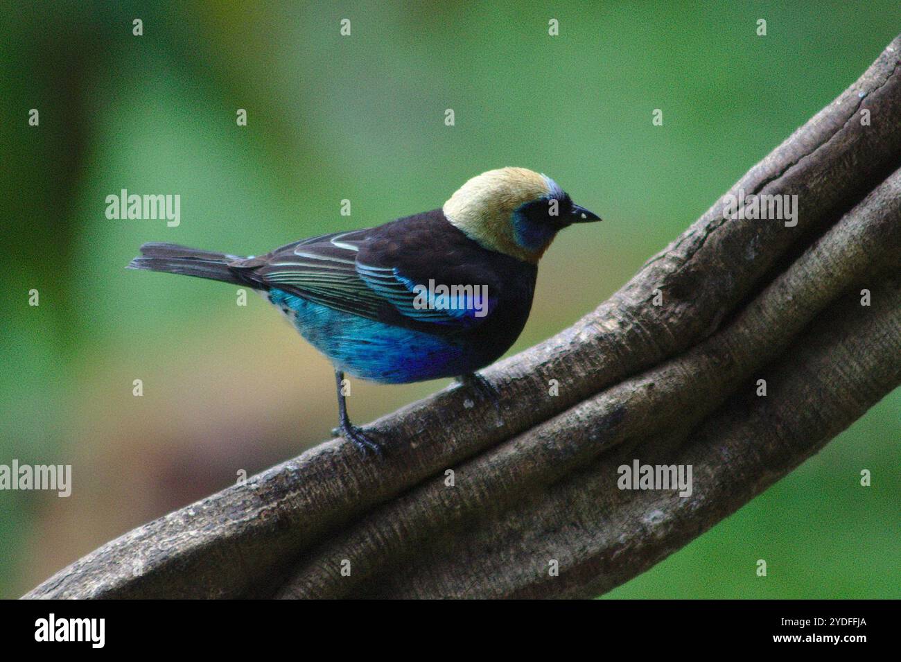 Golden-hooded Tanager (Stilpnia larvata Stock Photo - Alamy
