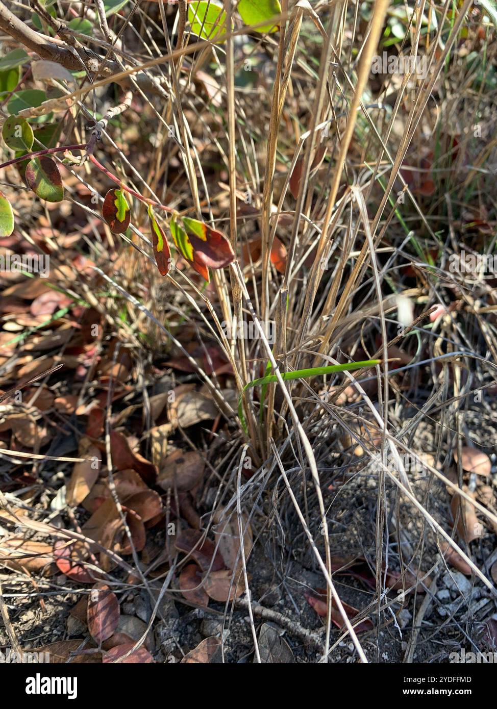 Slim Tridens (Tridentopsis mutica Stock Photo - Alamy