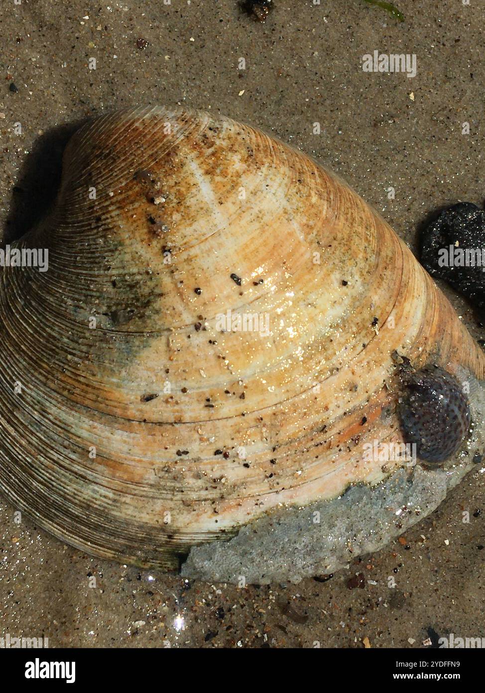 Northern Quahog (Mercenaria mercenaria Stock Photo - Alamy
