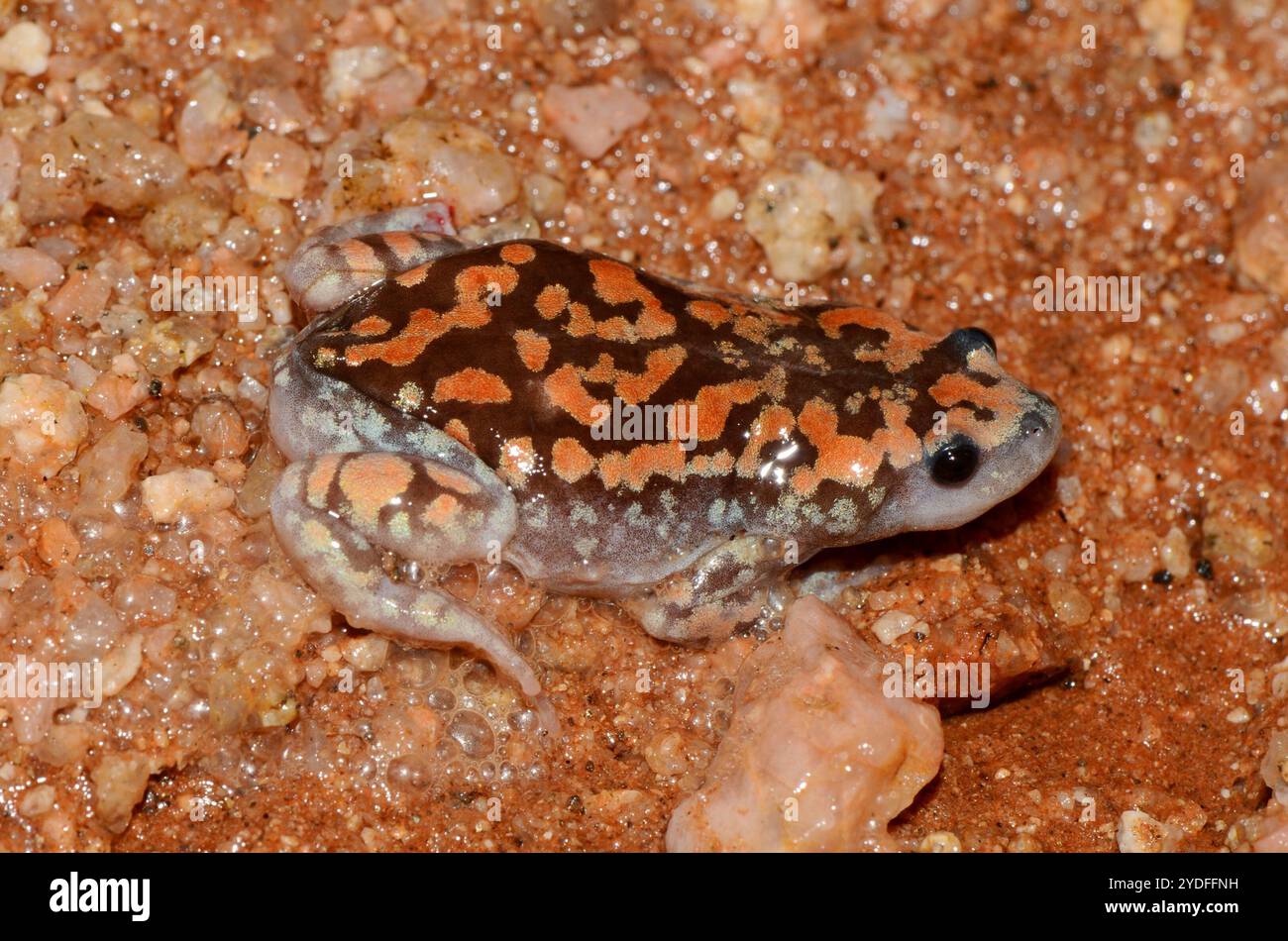 Marbled rubber frog (Phrynomantis annectens Stock Photo - Alamy