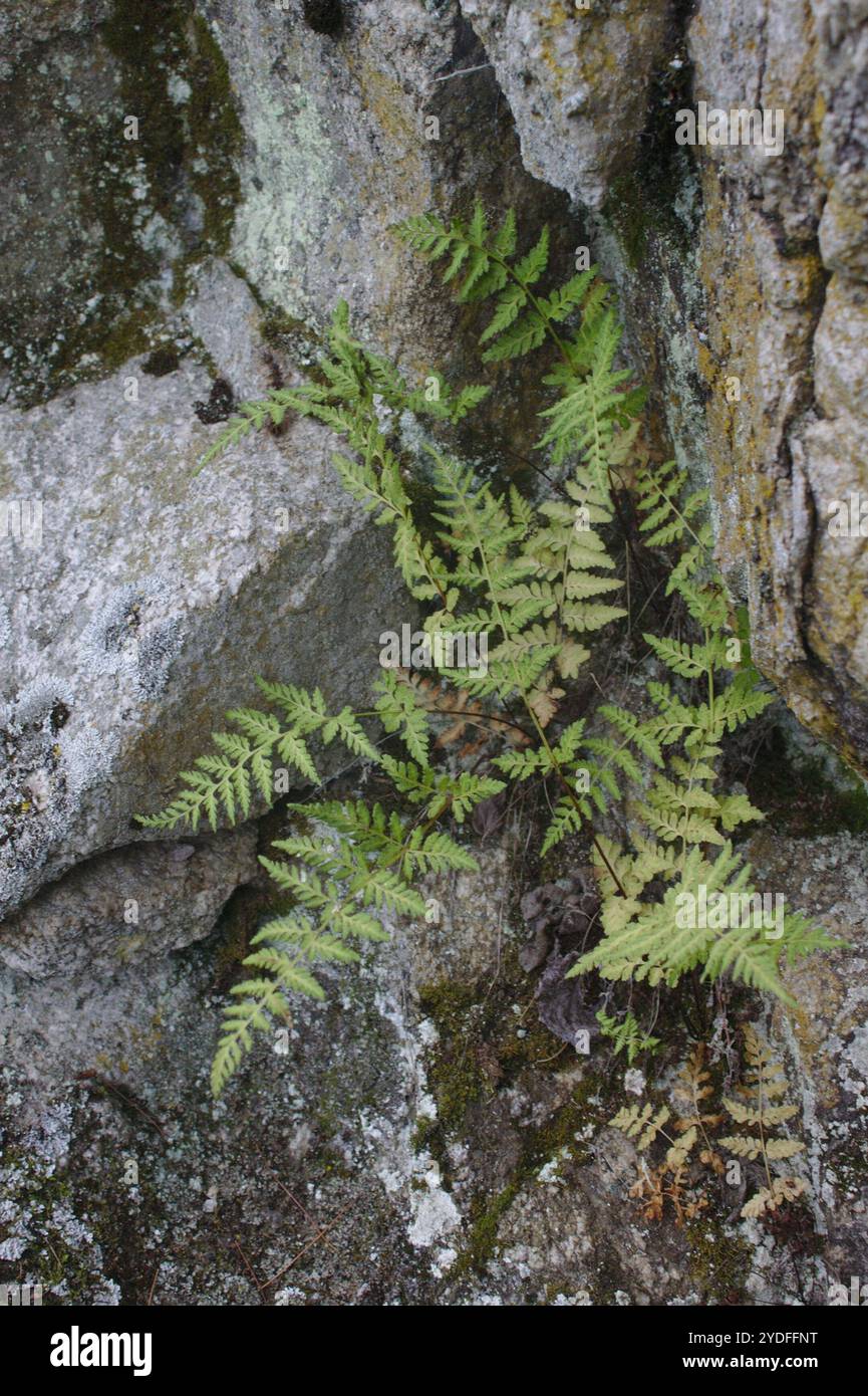 bulblet fern (Cystopteris bulbifera Stock Photo - Alamy