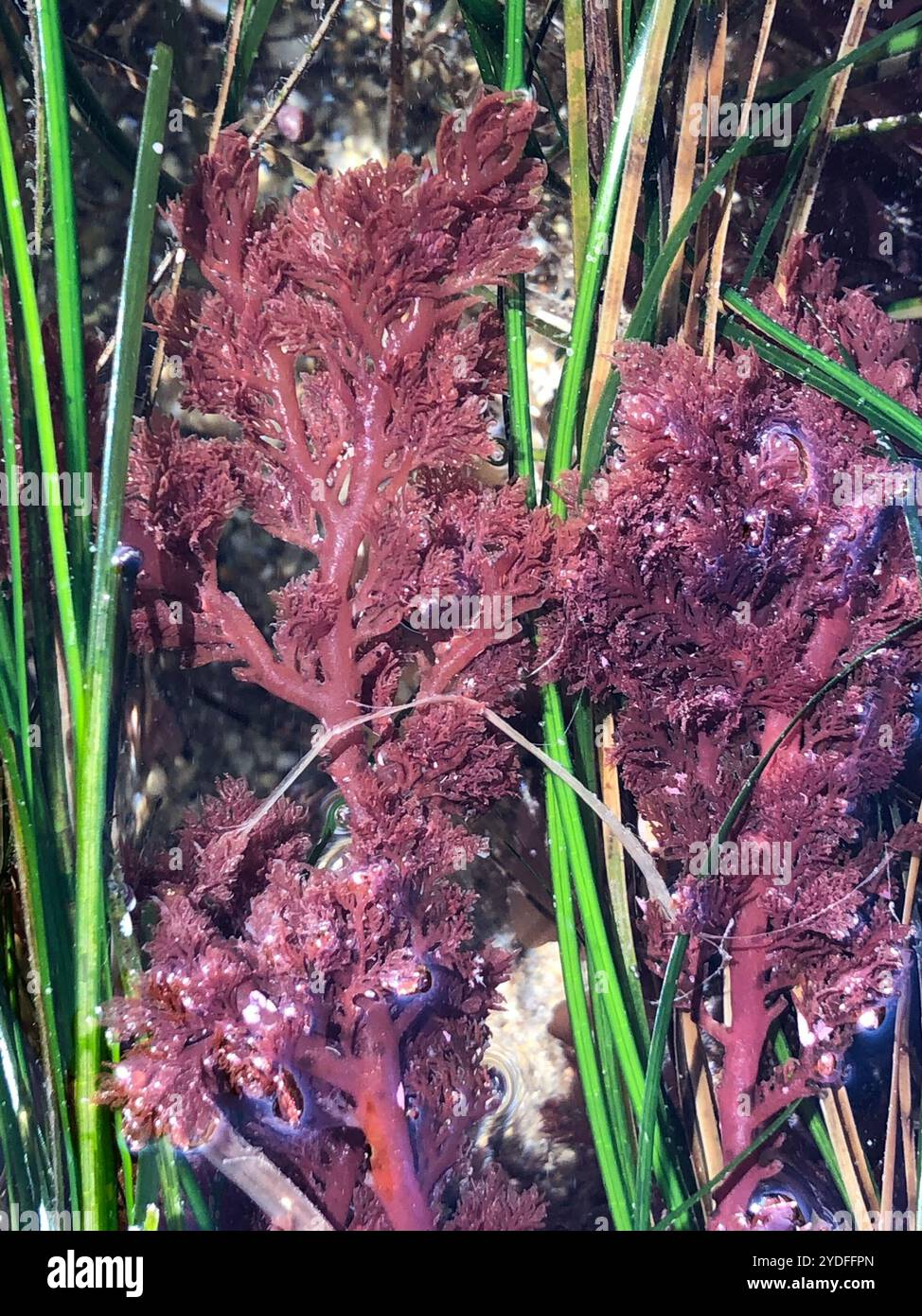 Sea Comb (Plocamium cartilagineum Stock Photo - Alamy