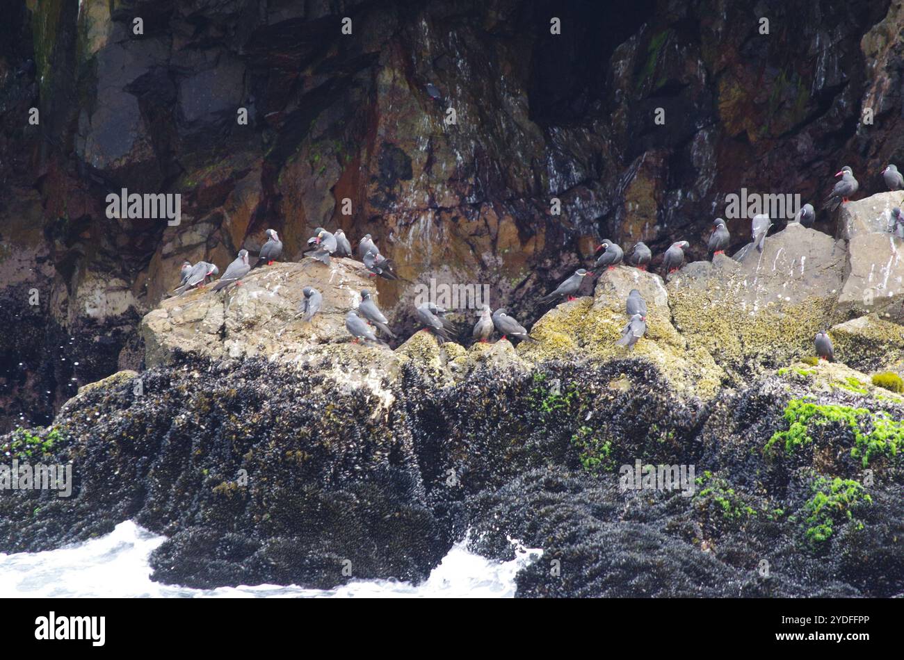 Inca Tern (Larosterna inca Stock Photo - Alamy