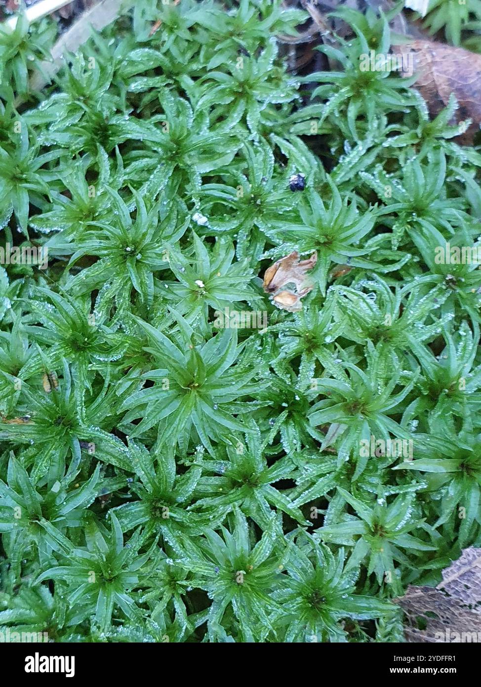 Catherine's moss (Atrichum undulatum Stock Photo - Alamy