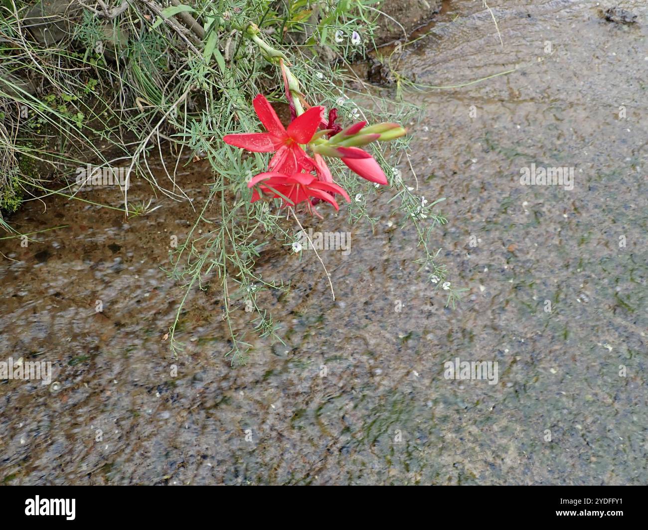 Scarlet River Lily (Hesperantha coccinea Stock Photo - Alamy