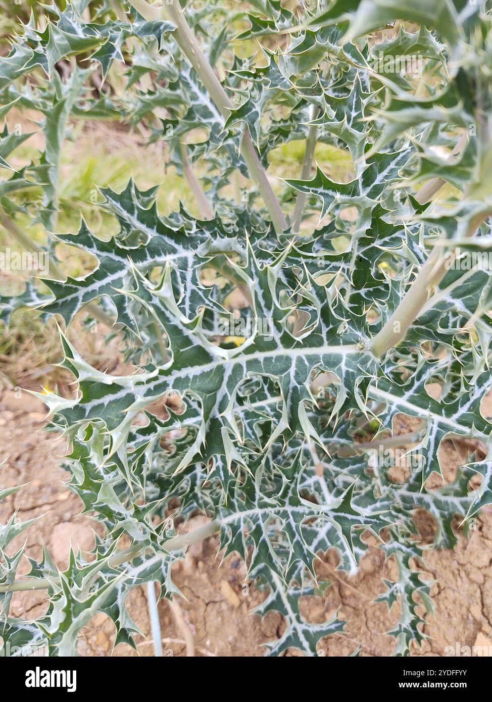 Mexican prickly poppy (Argemone mexicana Stock Photo - Alamy