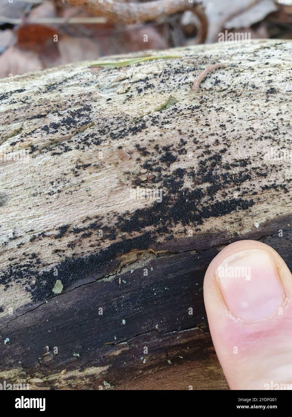 Rosellinia hi-res stock photography and images - Alamy