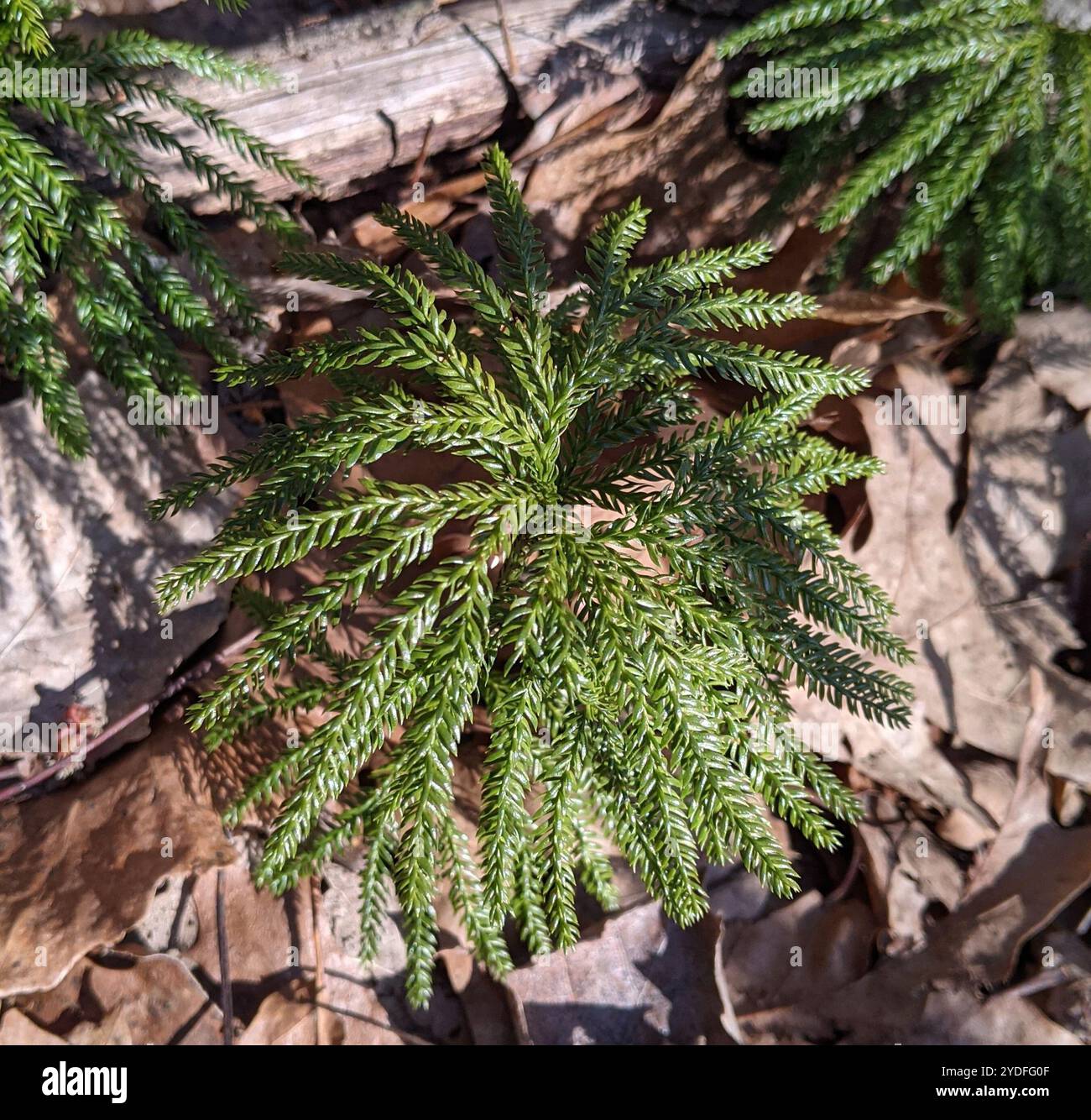 flat-branched tree-clubmoss (Dendrolycopodium obscurum Stock Photo - Alamy