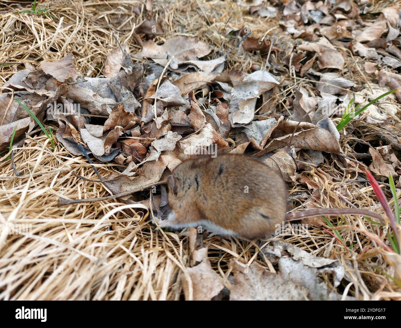 Western Deer Mouse (Peromyscus sonoriensis Stock Photo - Alamy