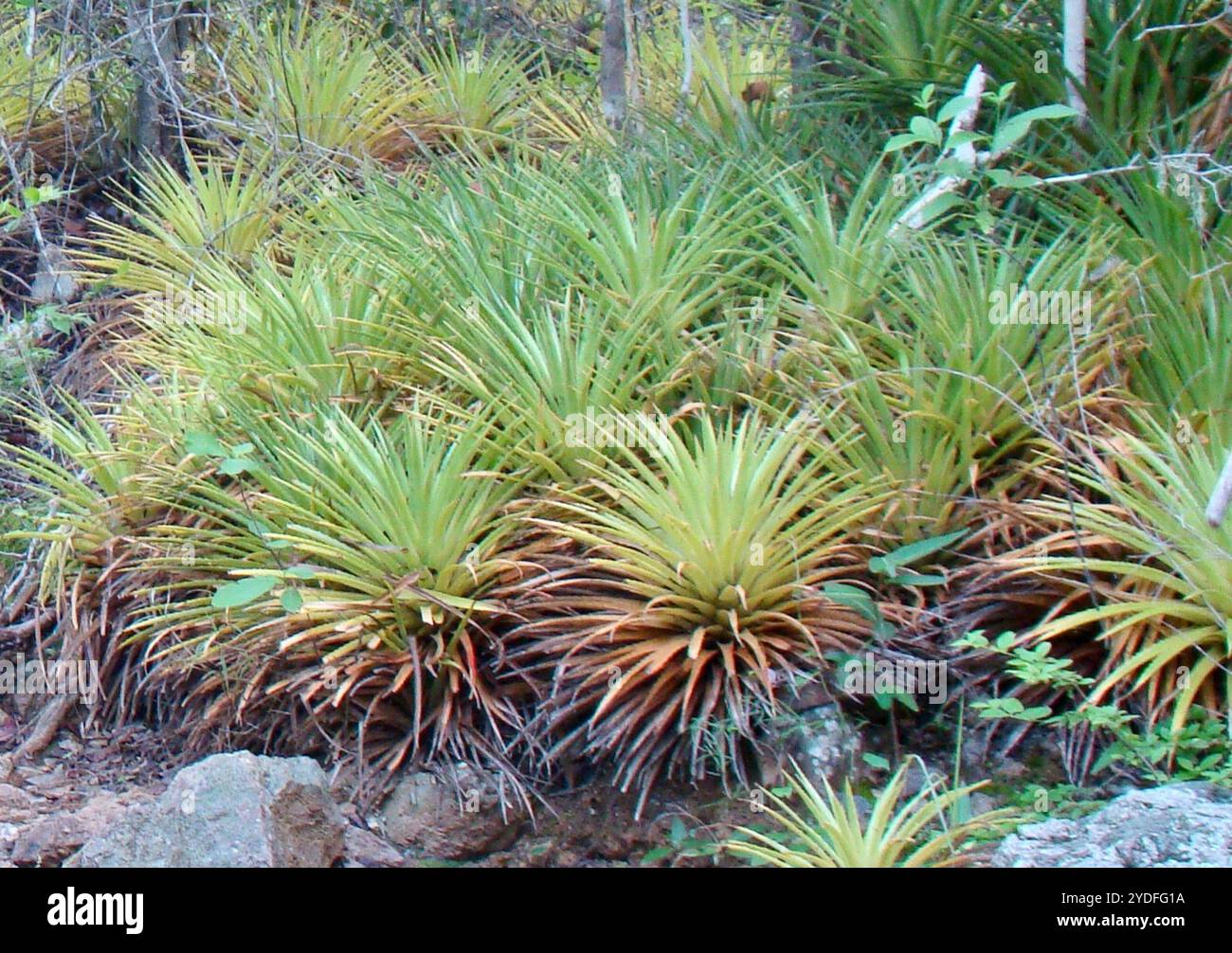Bromelia humilis hi-res stock photography and images - Alamy