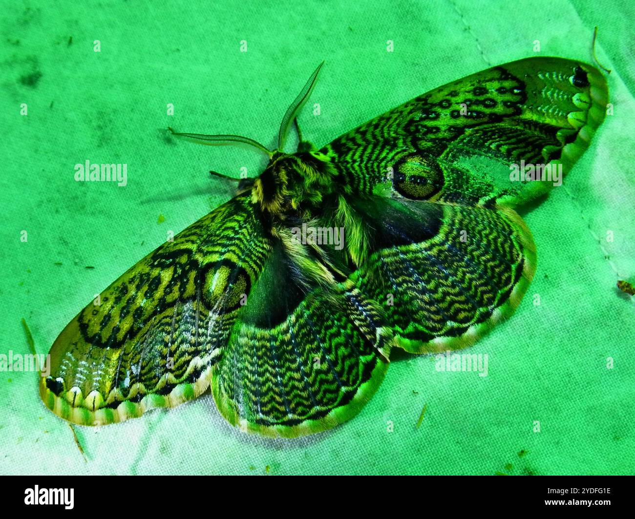 Japanese Owl Moth (Brahmaea japonica Stock Photo - Alamy