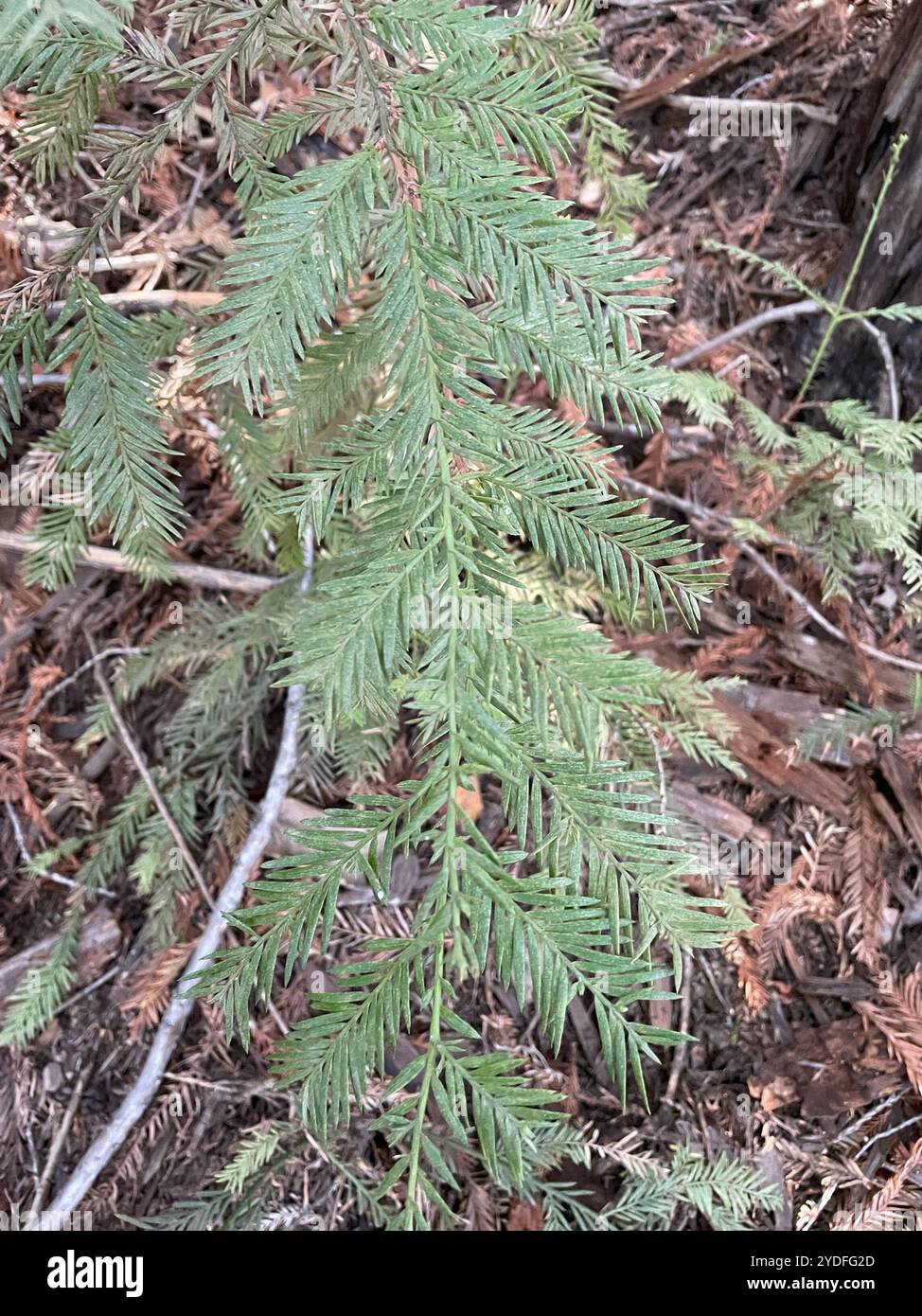 coast redwood (Sequoia sempervirens Stock Photo - Alamy