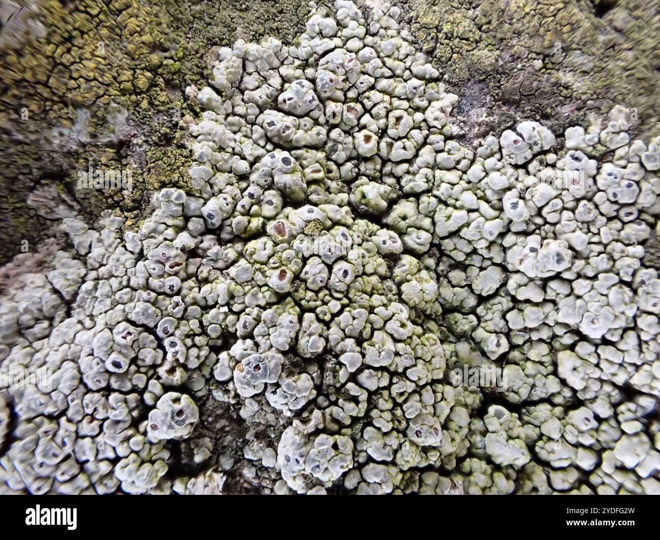 Chiseled Sunken Disk Lichen (Circinaria contorta Stock Photo - Alamy