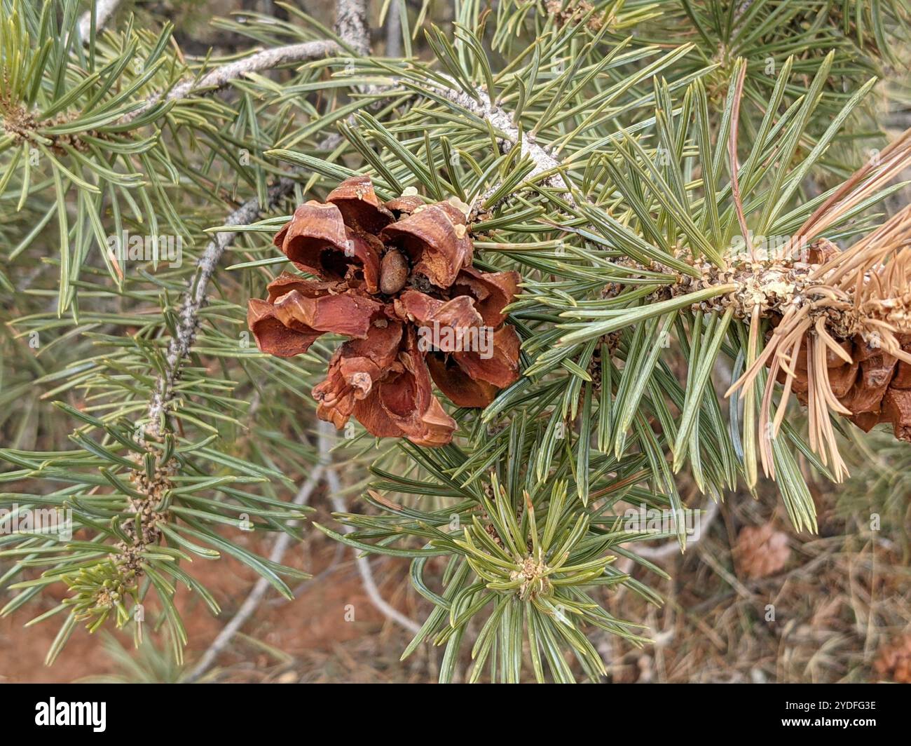 Colorado Pinyon (Pinus edulis Stock Photo - Alamy
