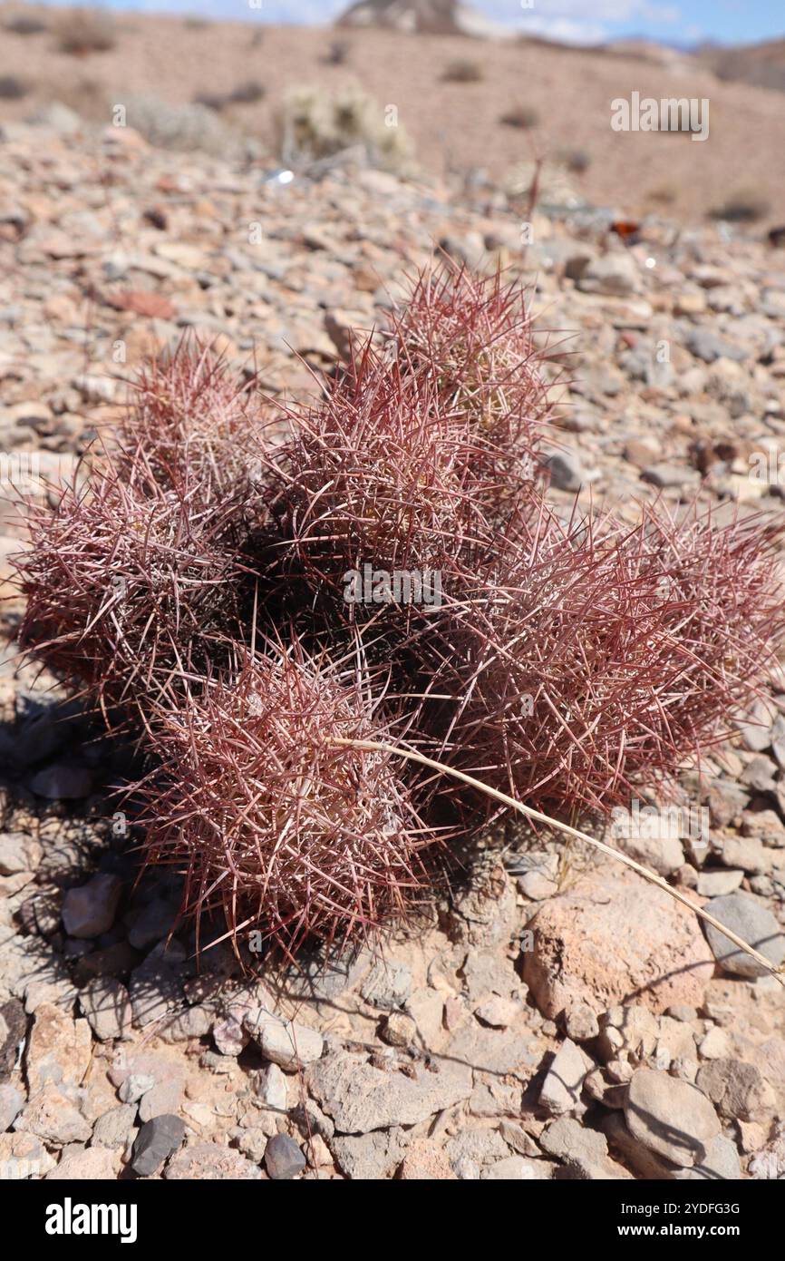 Johnson's Beehive Cactus (Echinomastus johnsonii Stock Photo - Alamy