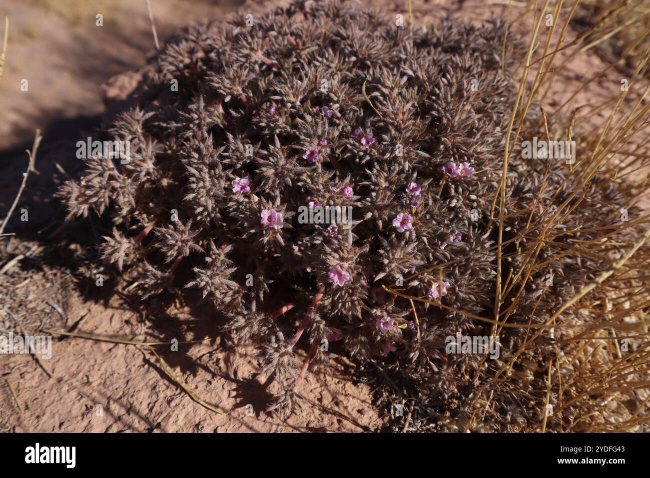 matted crinklemat (Tiquilia latior Stock Photo - Alamy
