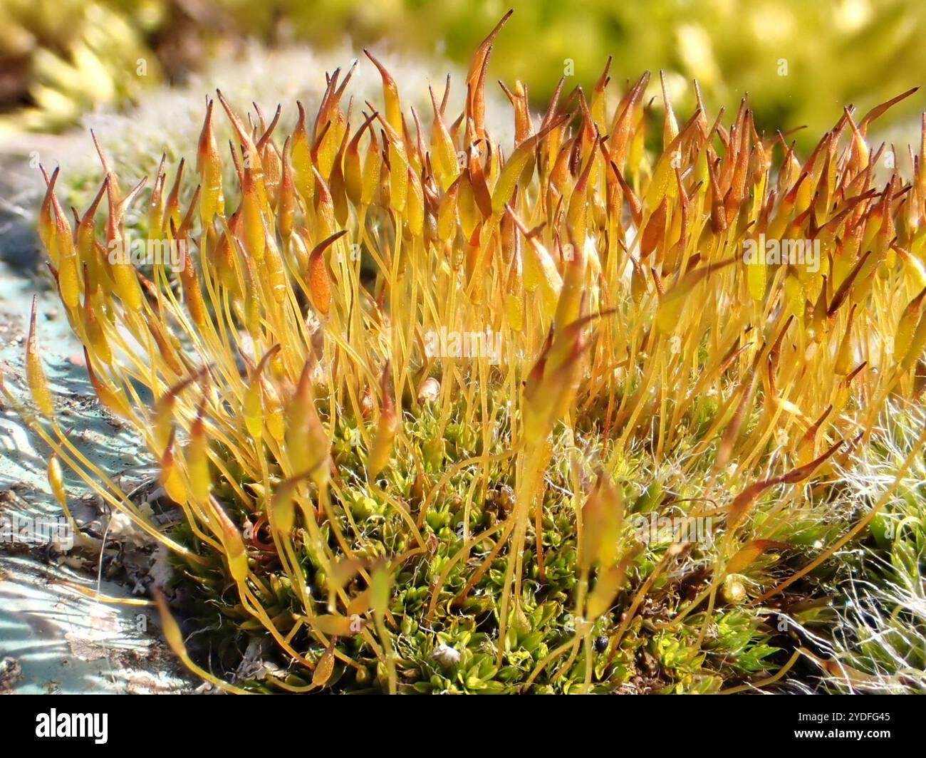 Common wall-screw moss (Tortula muralis muralis Stock Photo - Alamy