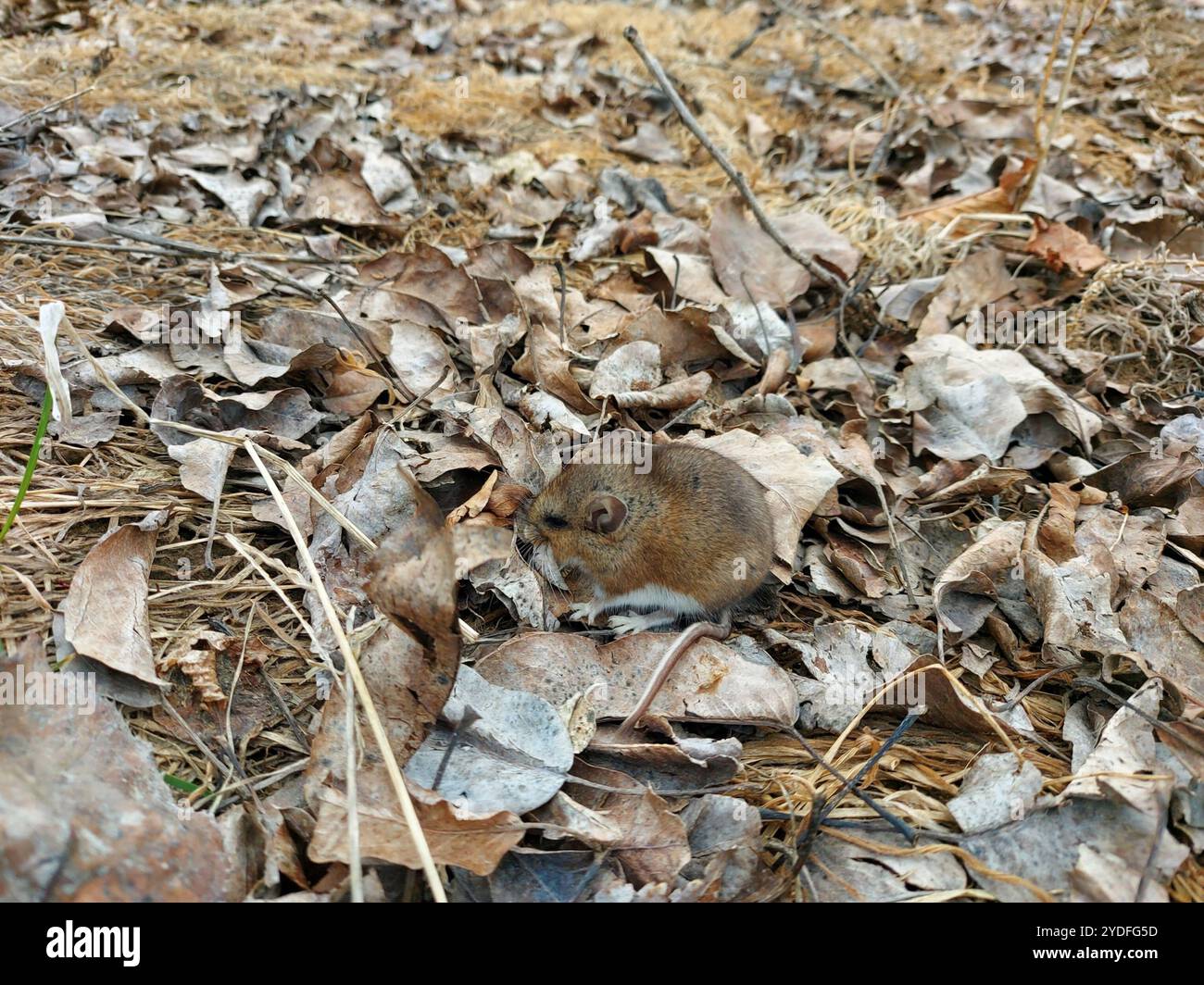 Western Deer Mouse (Peromyscus sonoriensis Stock Photo - Alamy