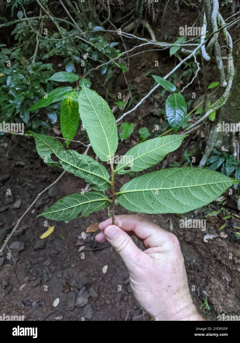 creek sandpaper fig (Ficus coronata Stock Photo - Alamy