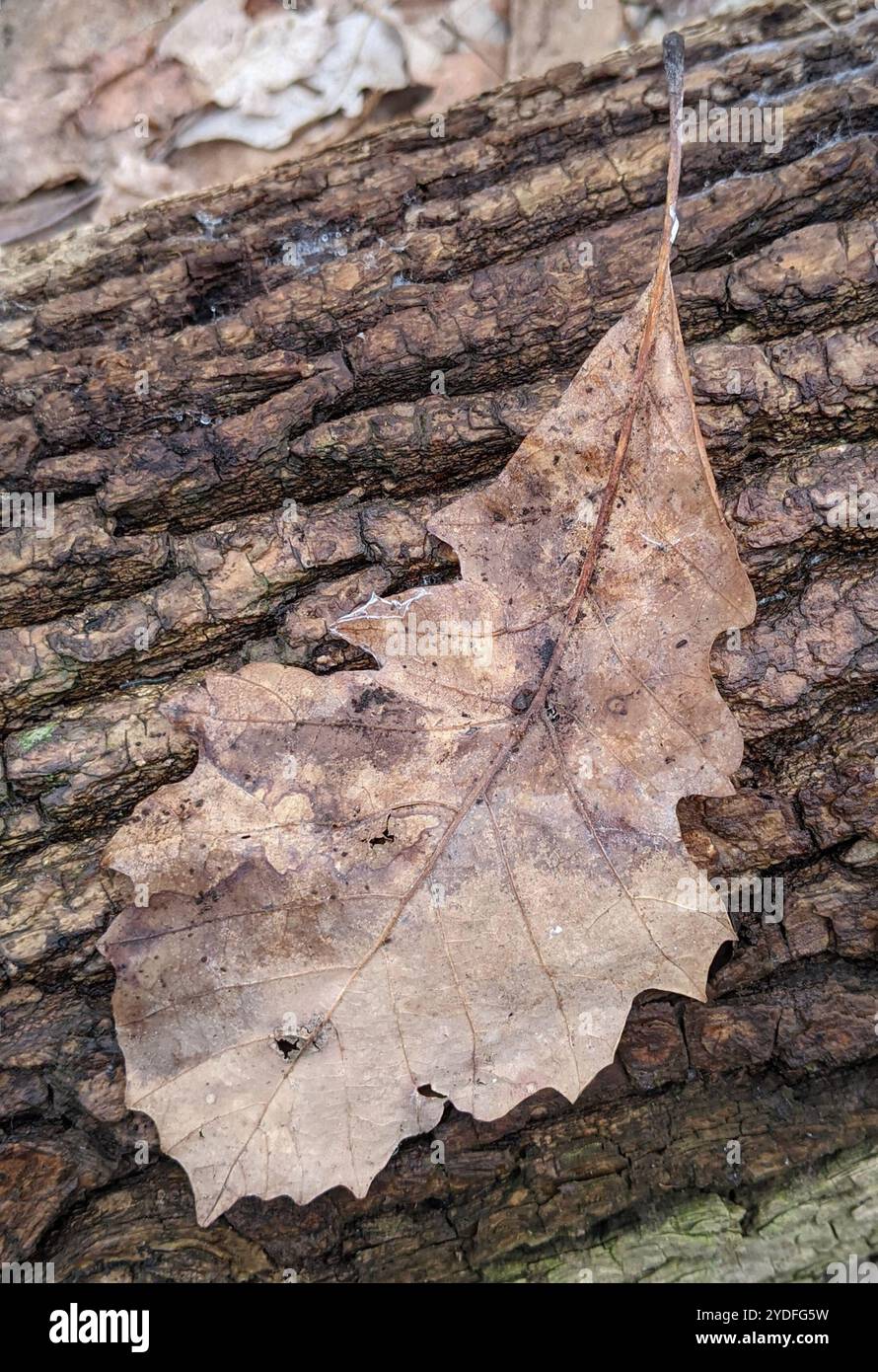 swamp white oak (Quercus bicolor Stock Photo - Alamy