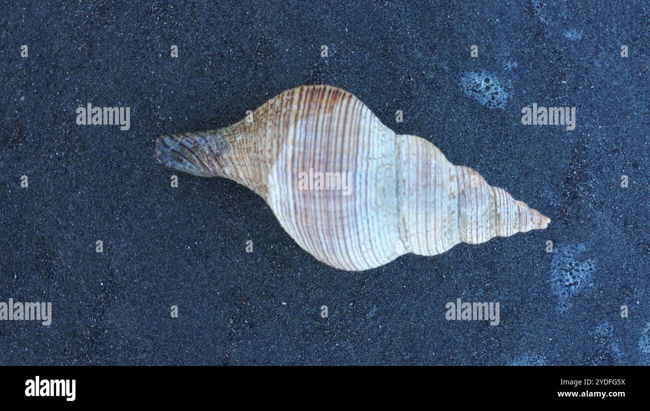 Northern Siphon Whelk (Penion sulcatus Stock Photo - Alamy