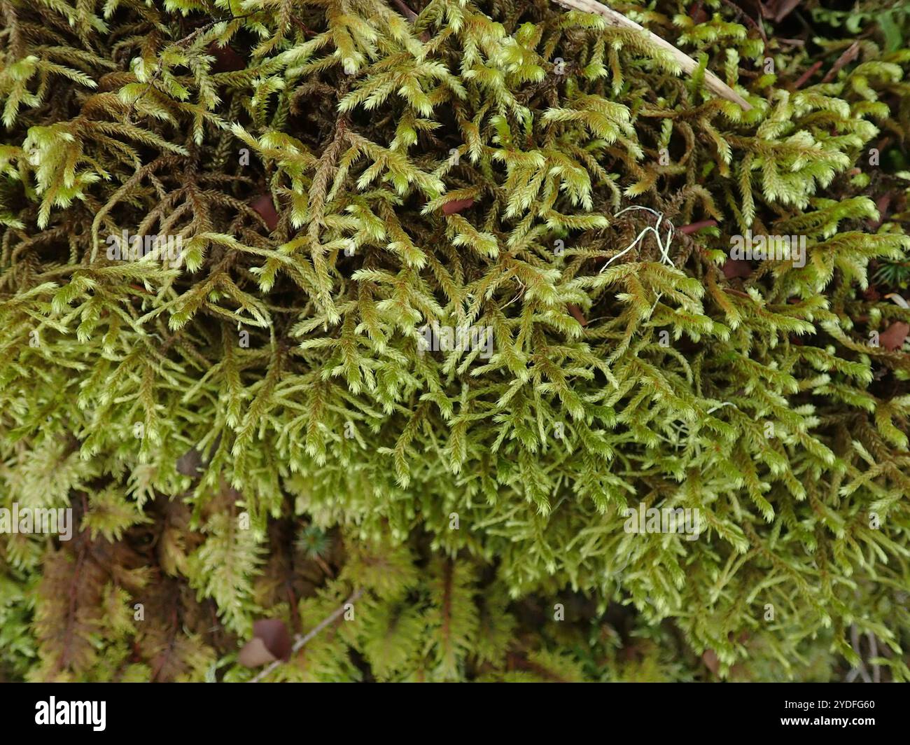 Pendulous Wing-moss (Antitrichia curtipendula Stock Photo - Alamy