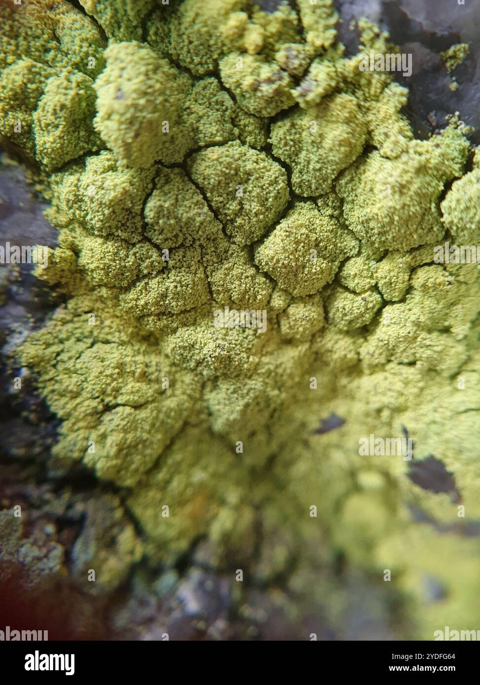 Chrysothrix chlorina hi-res stock photography and images - Alamy