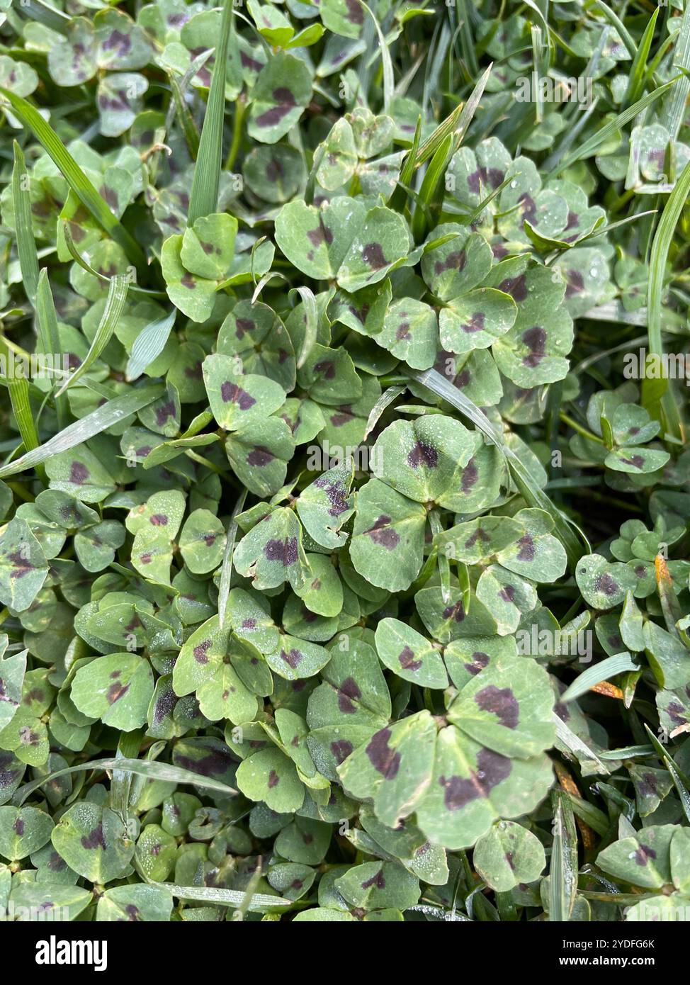 Spotted medick (Medicago arabica Stock Photo - Alamy