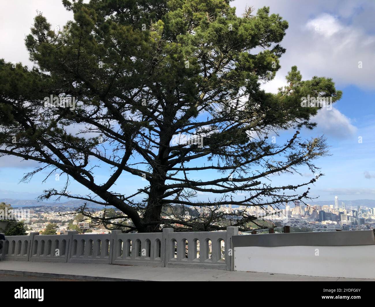 Monterey pine (Pinus radiata Stock Photo - Alamy