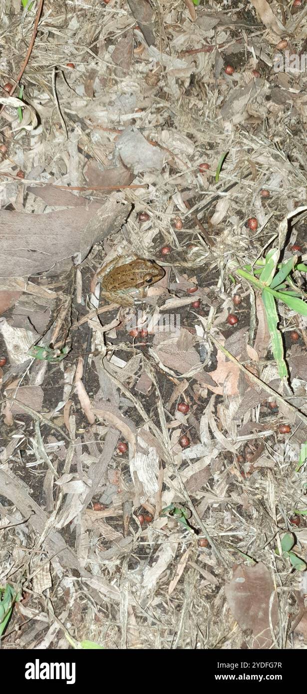 Striped burrowing frog hi-res stock photography and images - Alamy